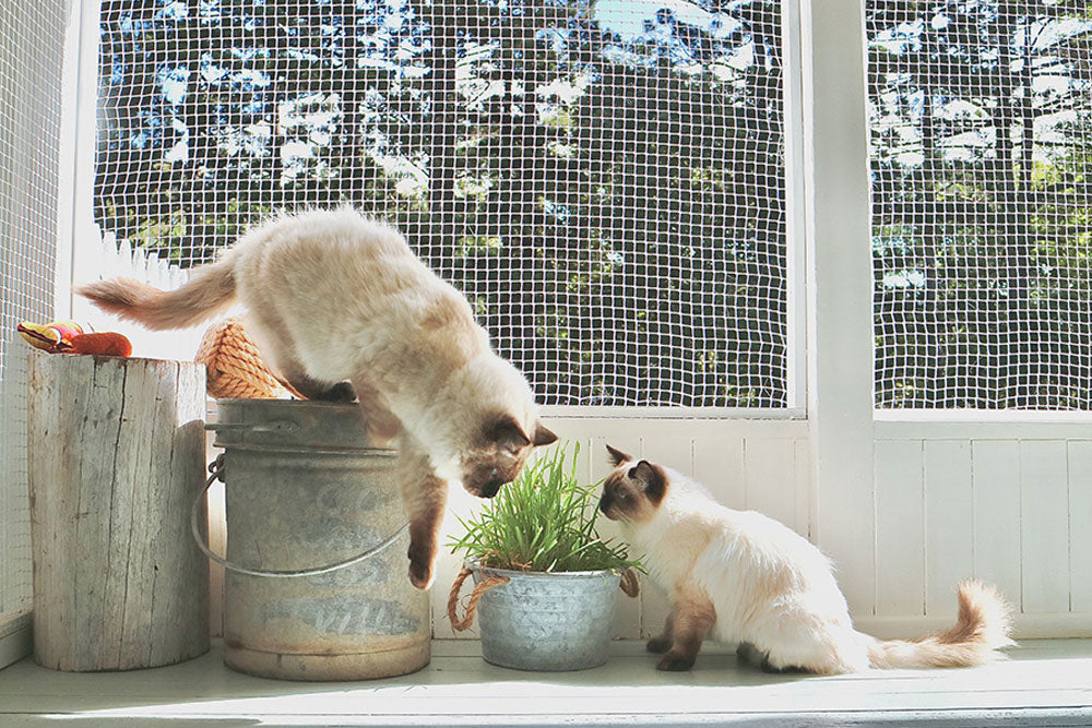 Creating a safe space for your cat – Catnetting