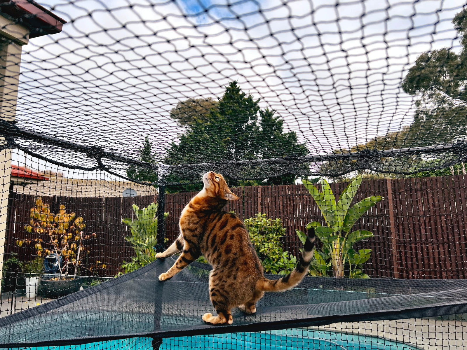 Gallery – Catnetting