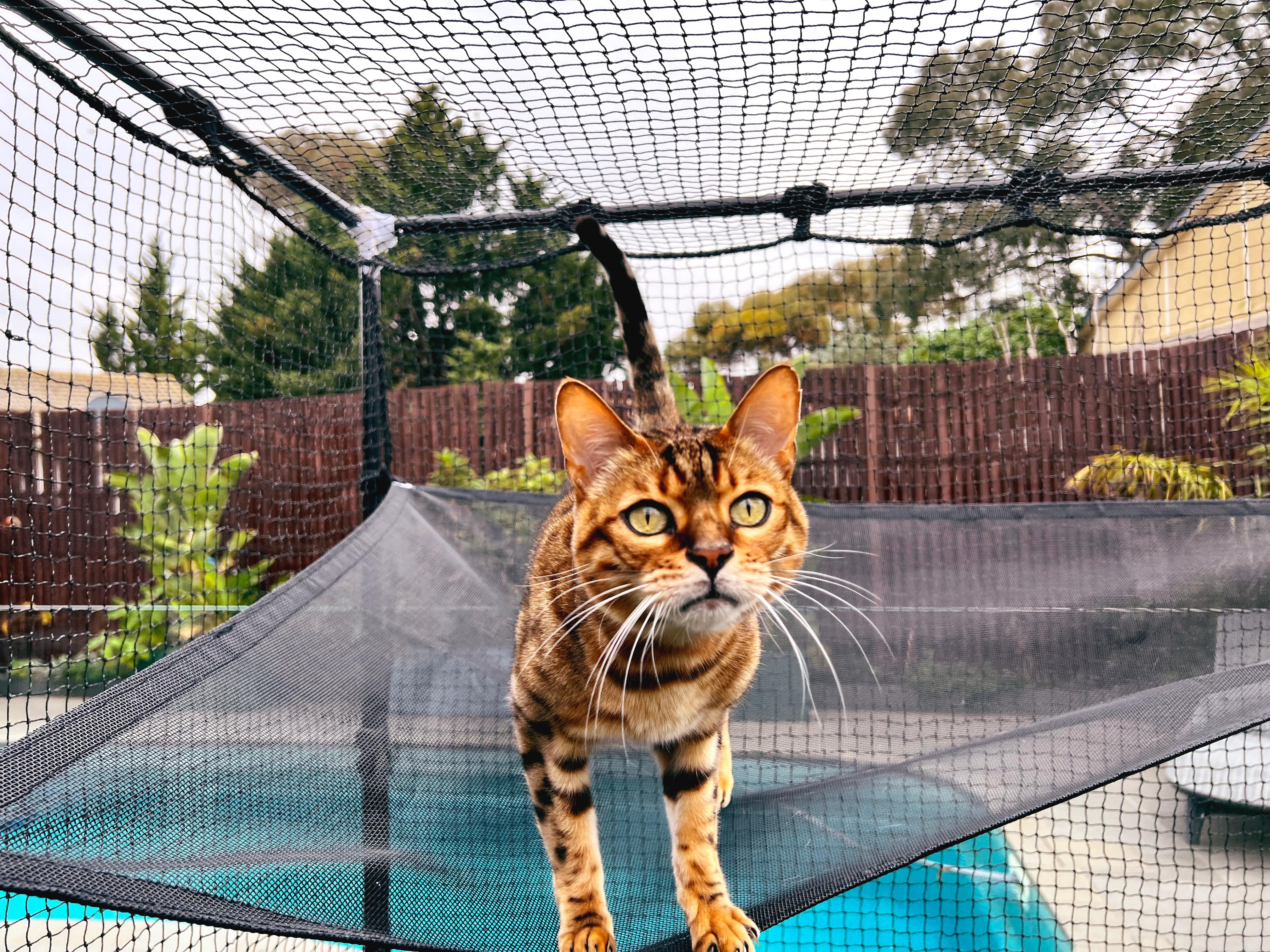 Gallery – Catnetting