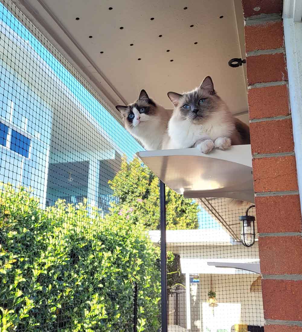 Carpeted Large Cat Climbing Platform - White – Catnetting