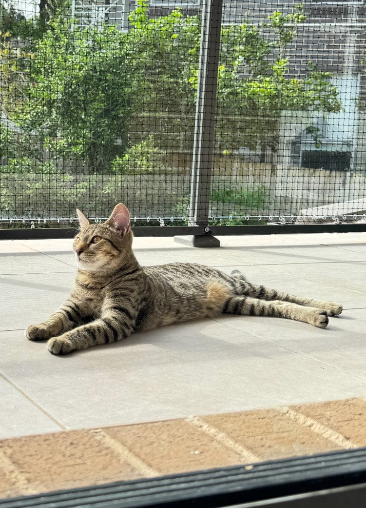 Catnets | Cat Netting, Cat Nets, Cat Runs, Cat Containment – Catnetting