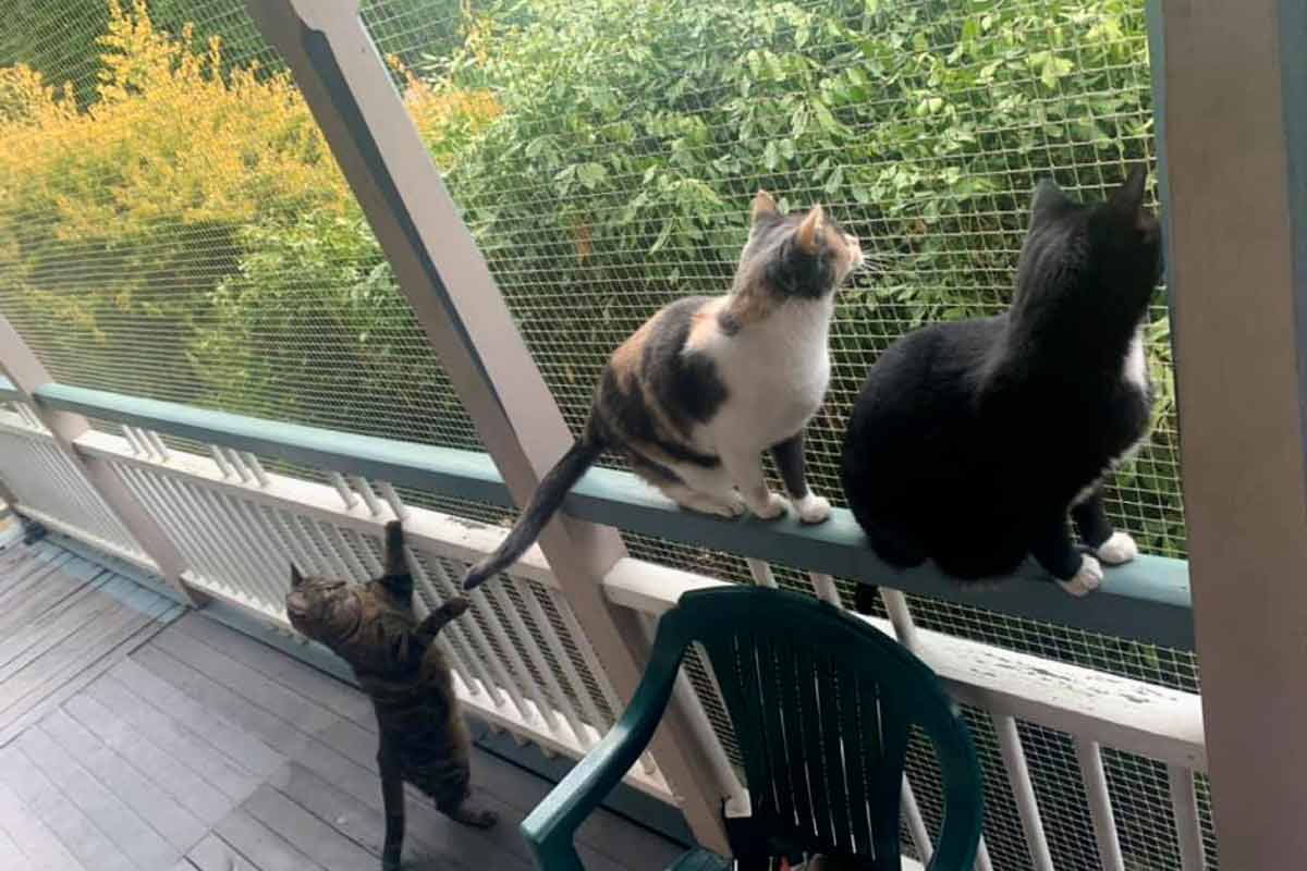 Cat Netting (by-the-foot) - Stone – Catnetting