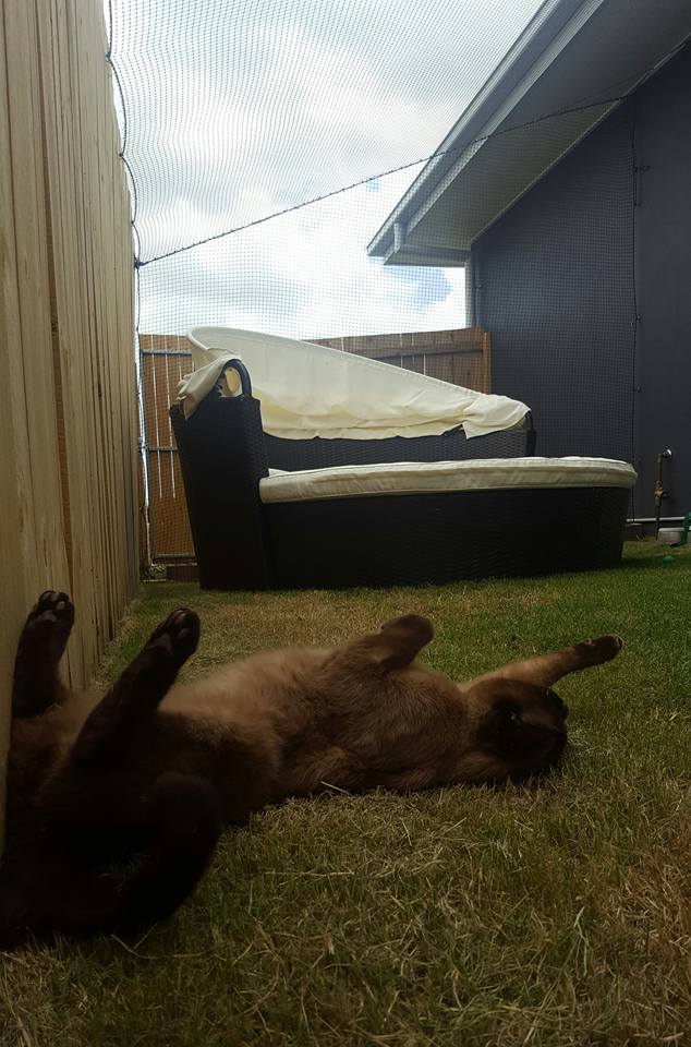 Cat Netting with Reinforced Edging 24' x 6' – Catnetting