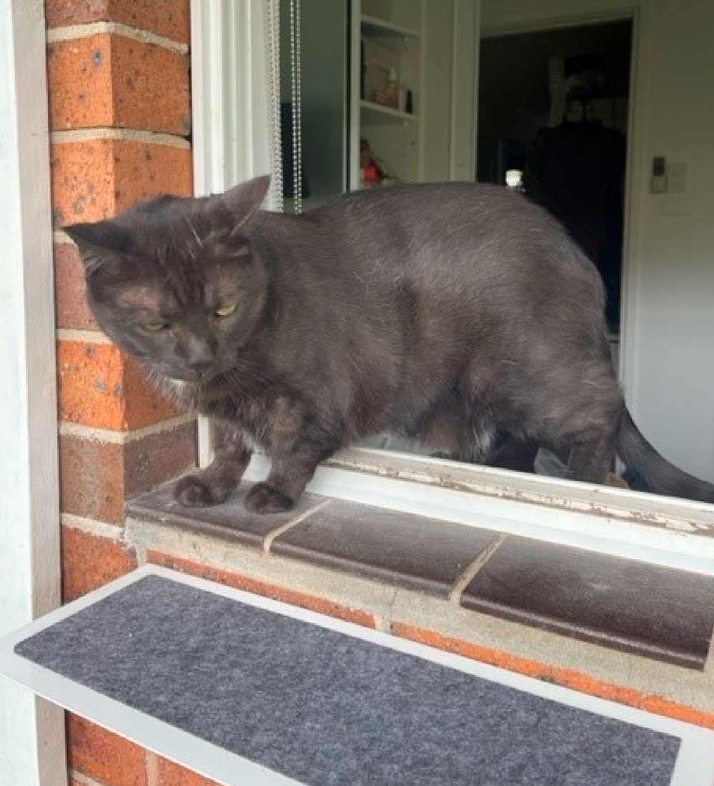 Carpeted Cat Climbing "Ramp" - White – Catnetting